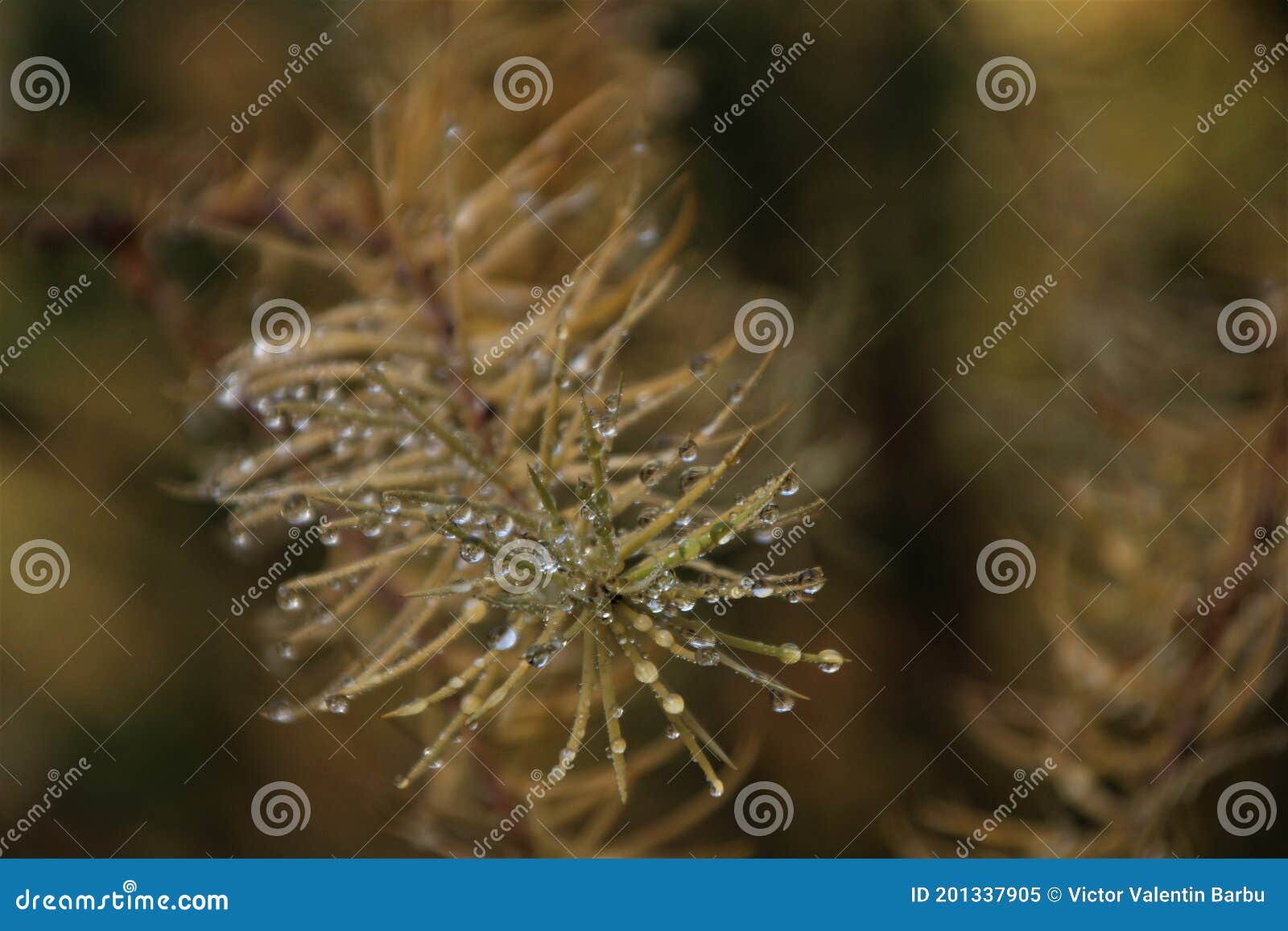Morning after rain night stock image. Image of petal - 201337905