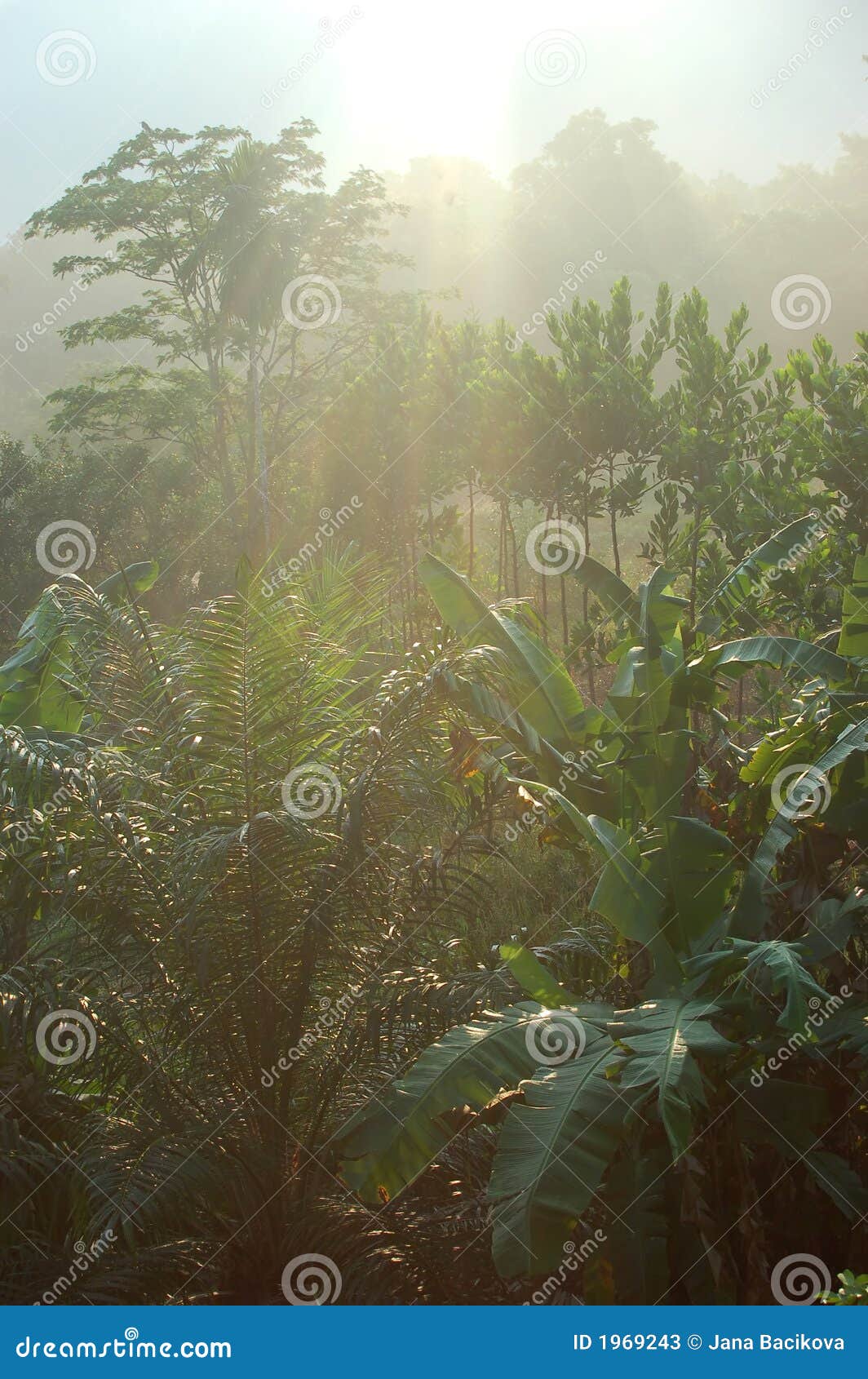 Morning rainforest stock image. Image of wilderness, sunbeam - 1969243