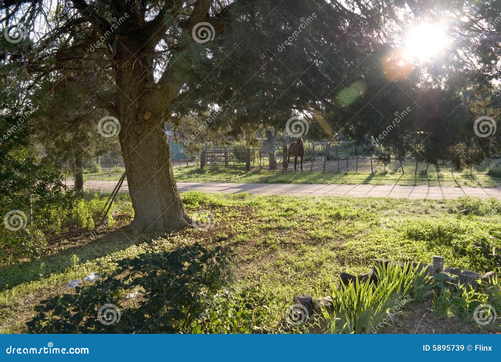 Morning at the Ranch stock image. Image of quiet, late - 5895739