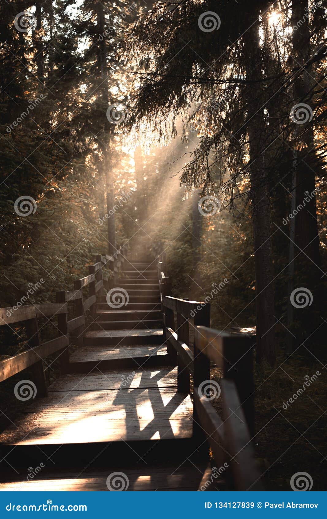 Morning Rays of Light through the Fog Stock Image - Image of background ...