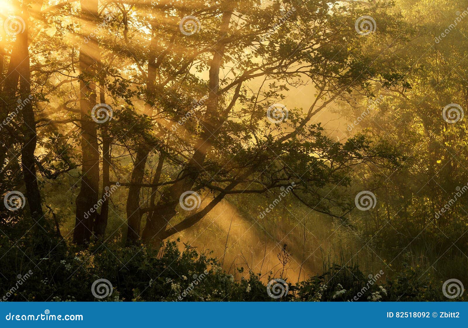 Morning Rays stock photo. Image of rays, plant, leaf - 82518092