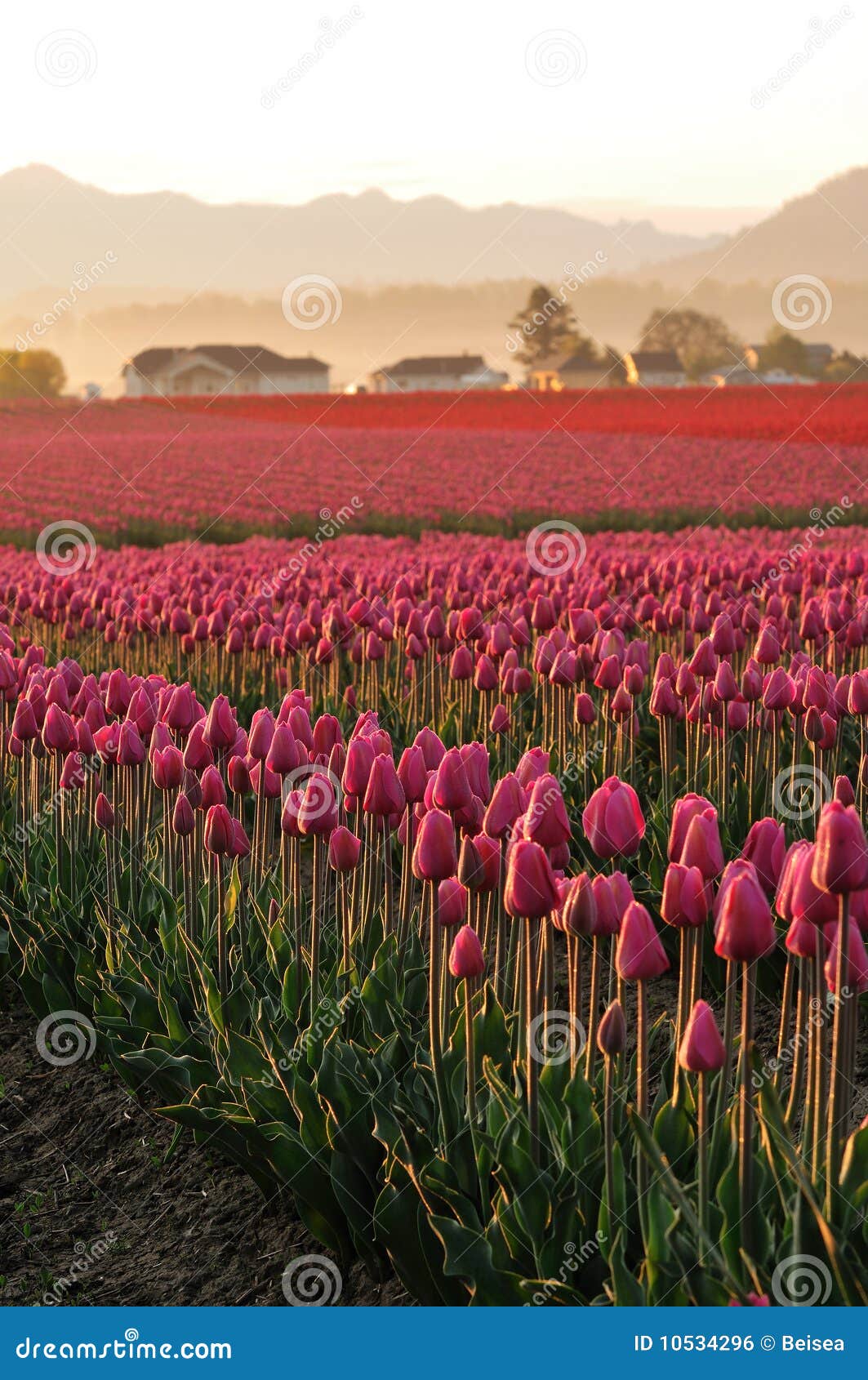 Morning in the Red Tulips Field Stock Photo - Image of farm ...