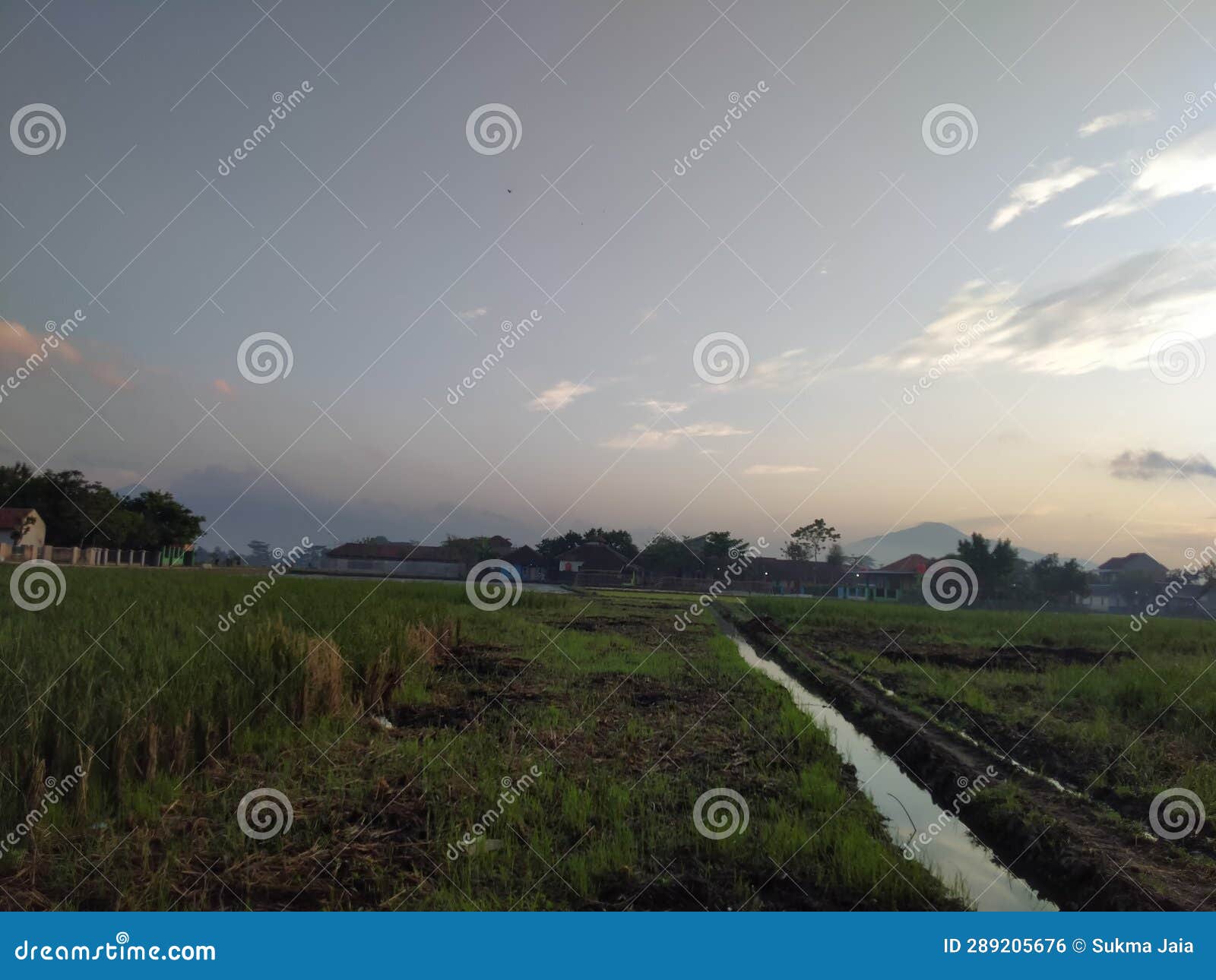 Morning rice fields stock photo. Image of morning, fields - 289205676