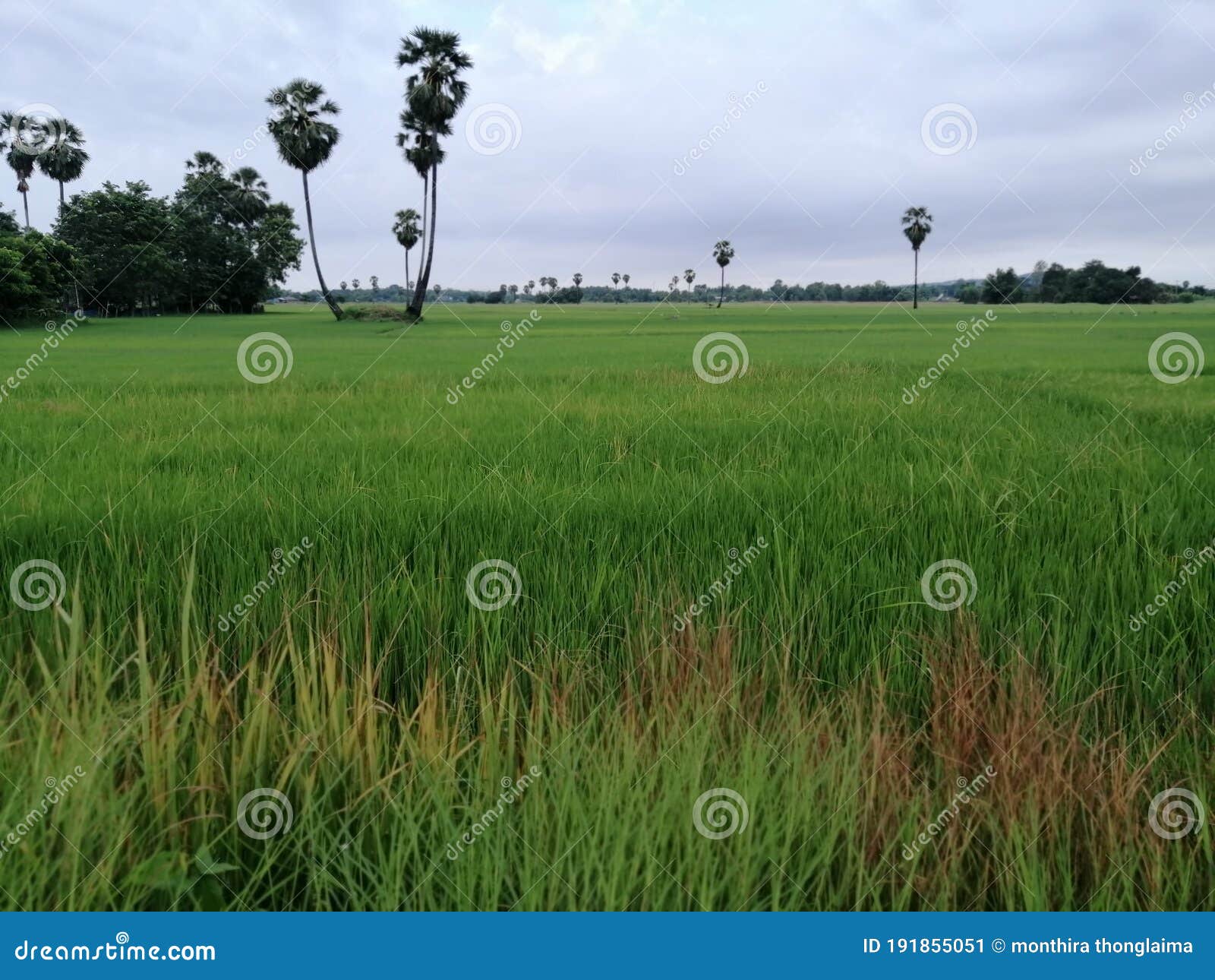 Morning in rice fram stock image. Image of grassland - 191855051
