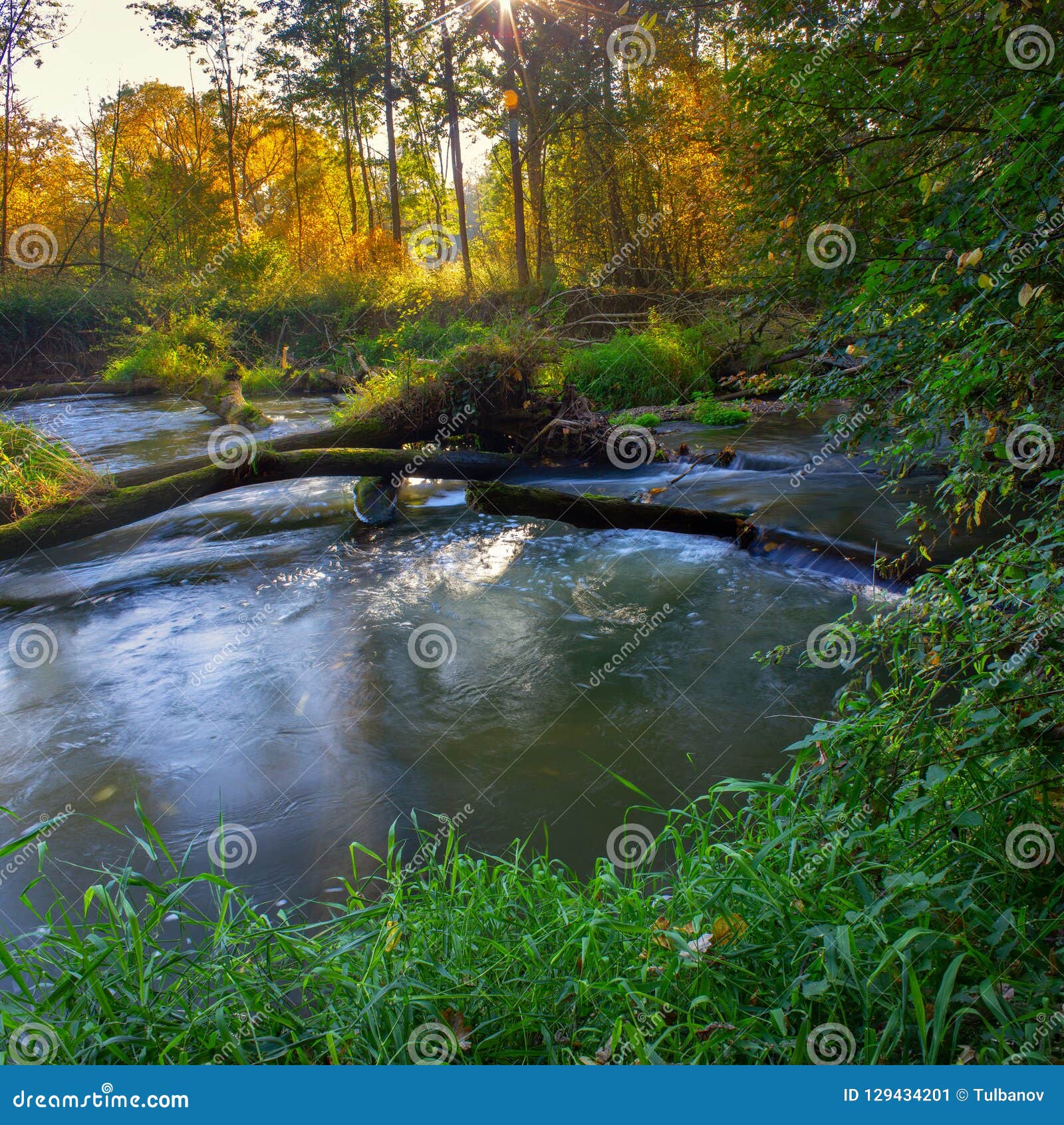Morning on the river stock image. Image of scenery, larch - 129434201