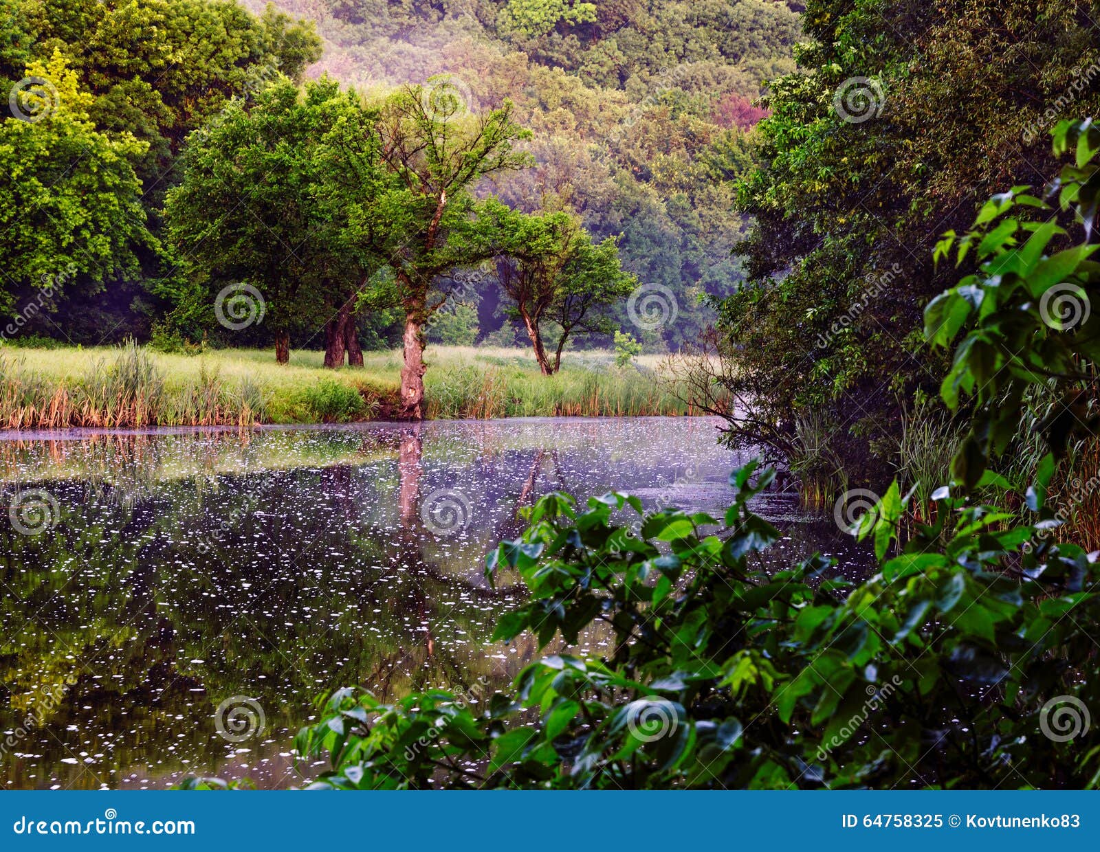 Morning on the river stock image. Image of lake, green - 64758325