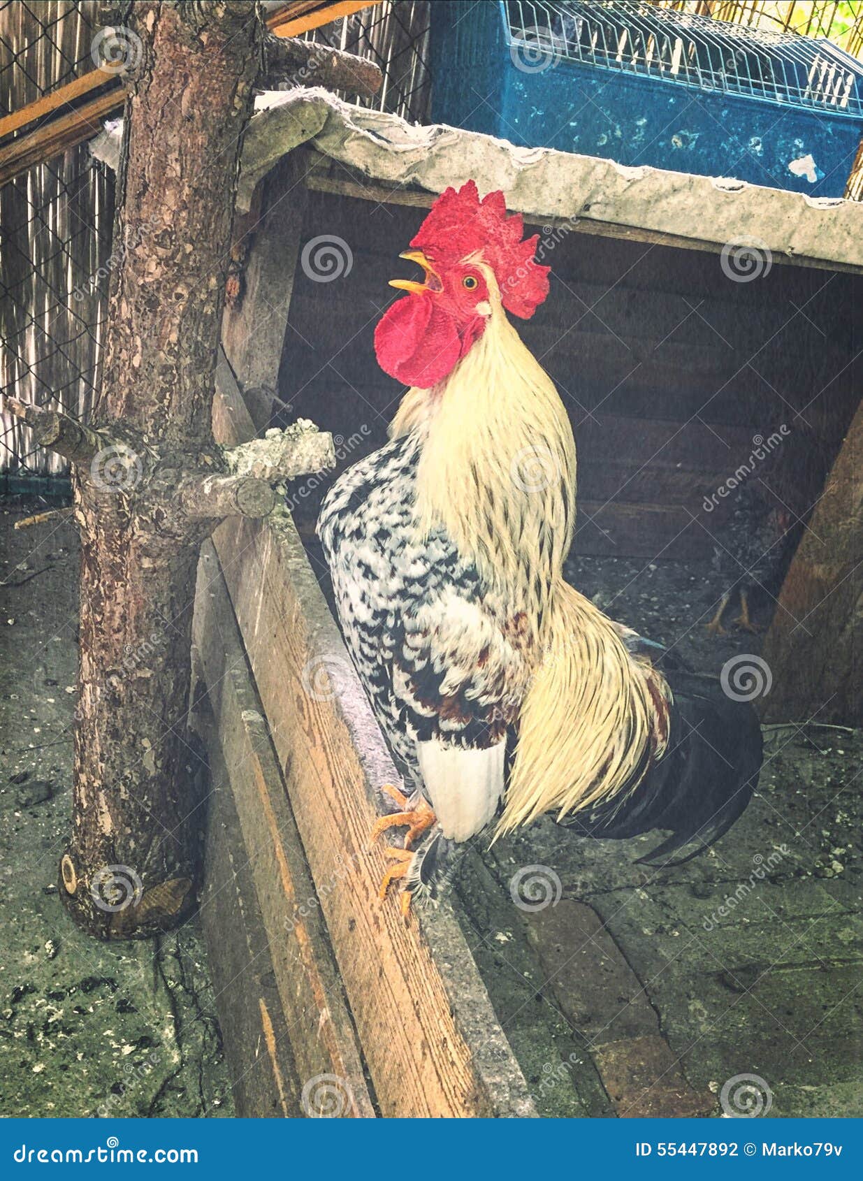 Morning stock photo. Image of animal, rooster, call, morning - 55447892