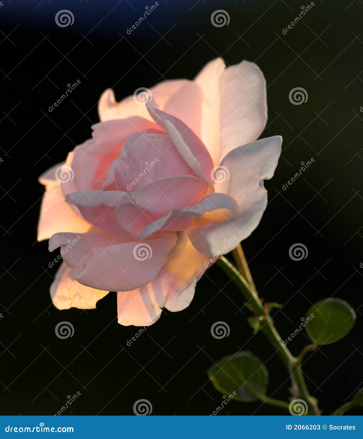 Morning rose stock image. Image of color, lifestyle, night - 2066203
