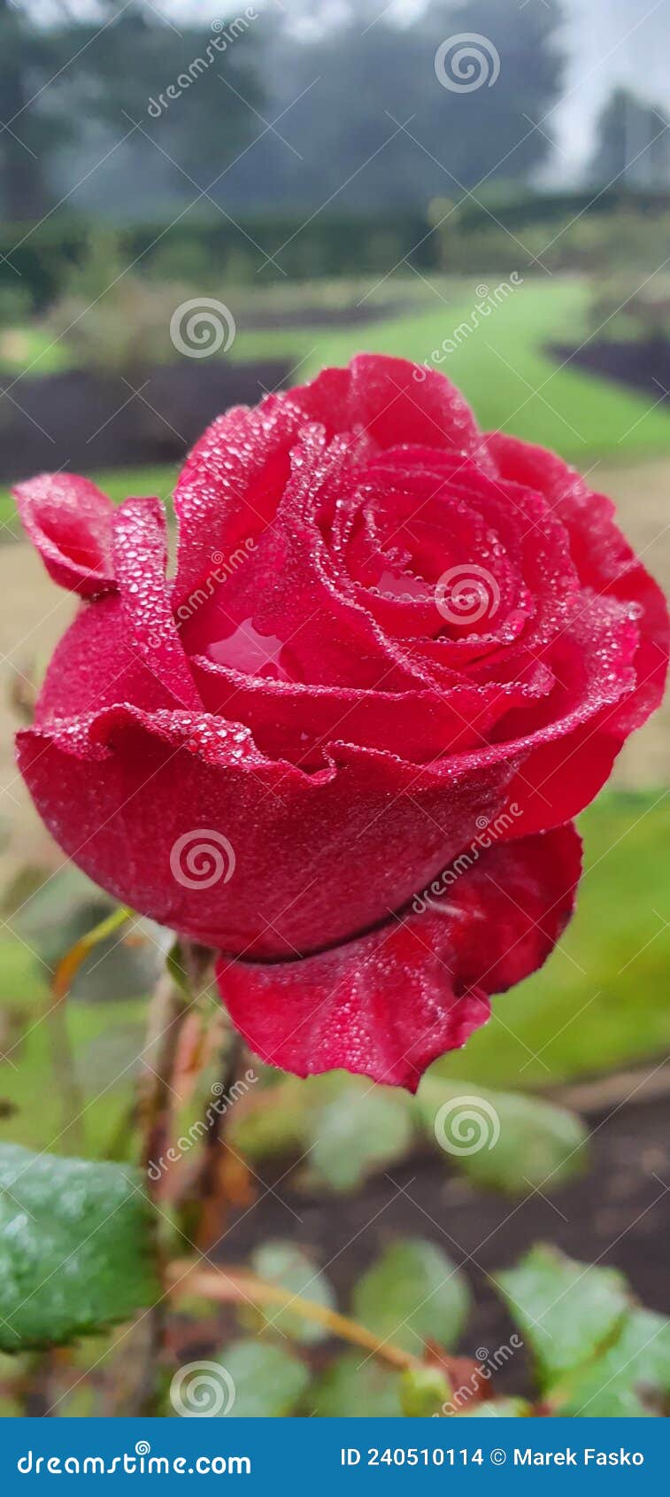 Morning rose dew stock photo. Image of rose, blossom - 240510114