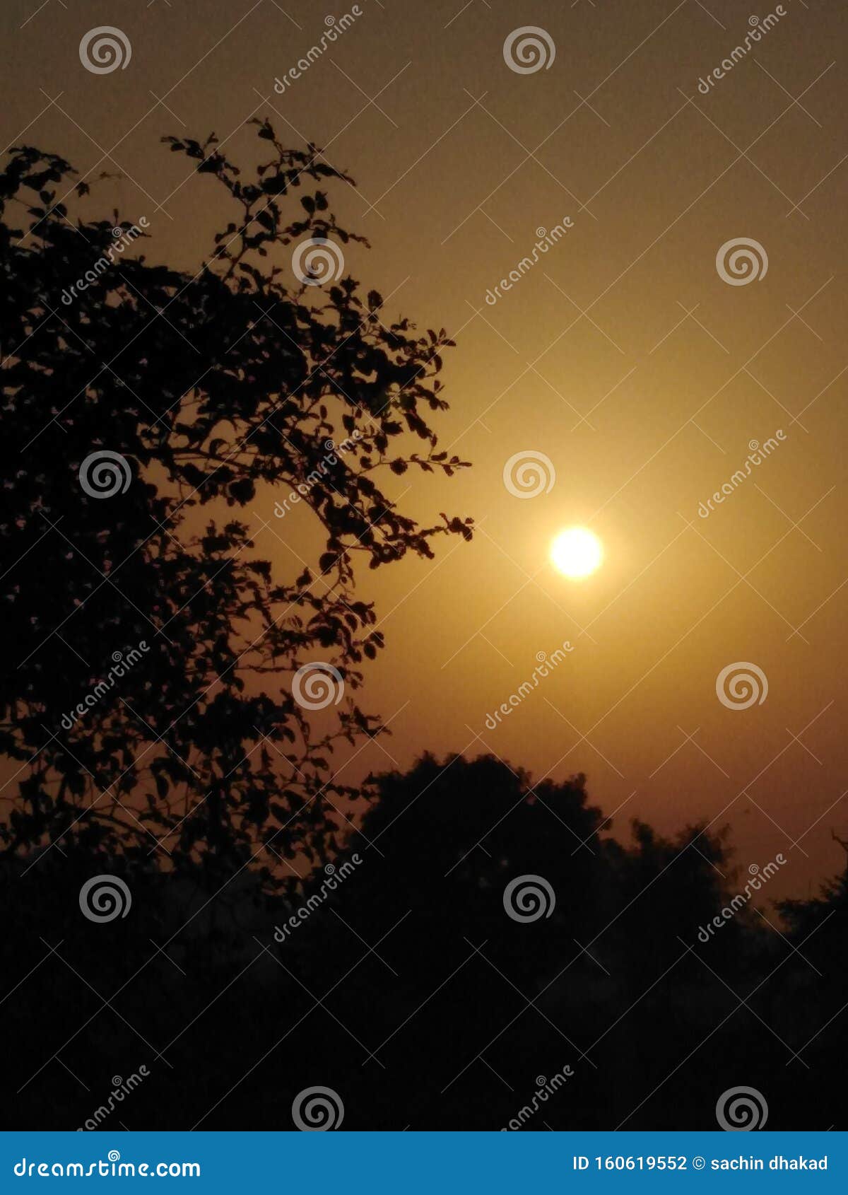 Morning stock photo. Image of light, tree, ghas, mornings - 160619552