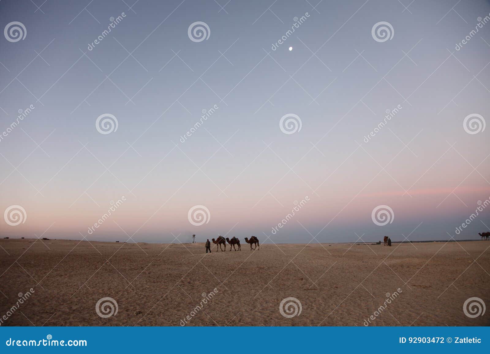 Morning in Sahara desert editorial photography. Image of camel - 92903472