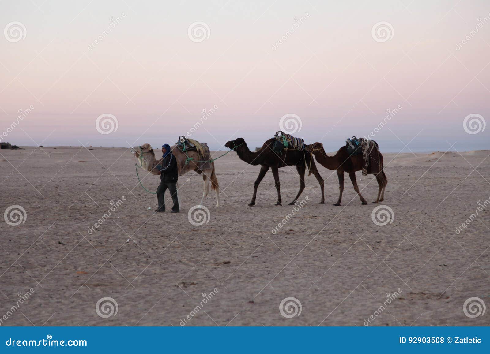 Morning in Sahara desert editorial stock photo. Image of powder - 92903508