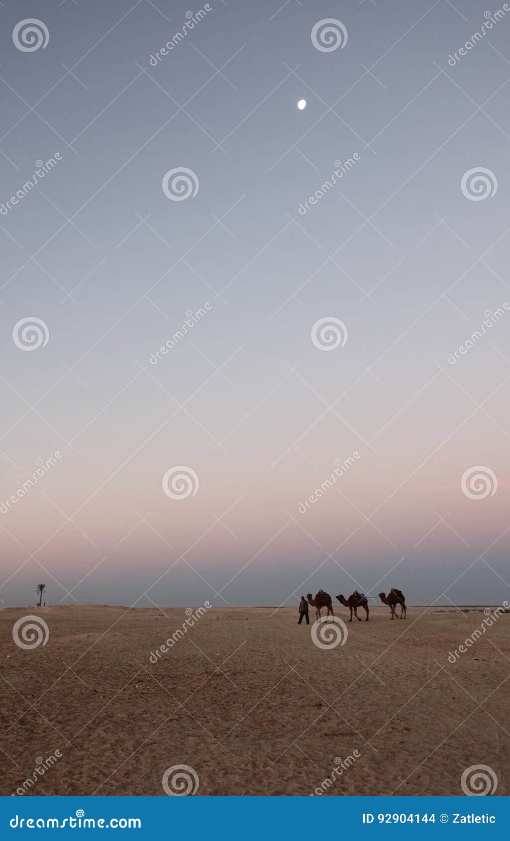 Morning in Sahara desert editorial stock image. Image of arabia - 92904144
