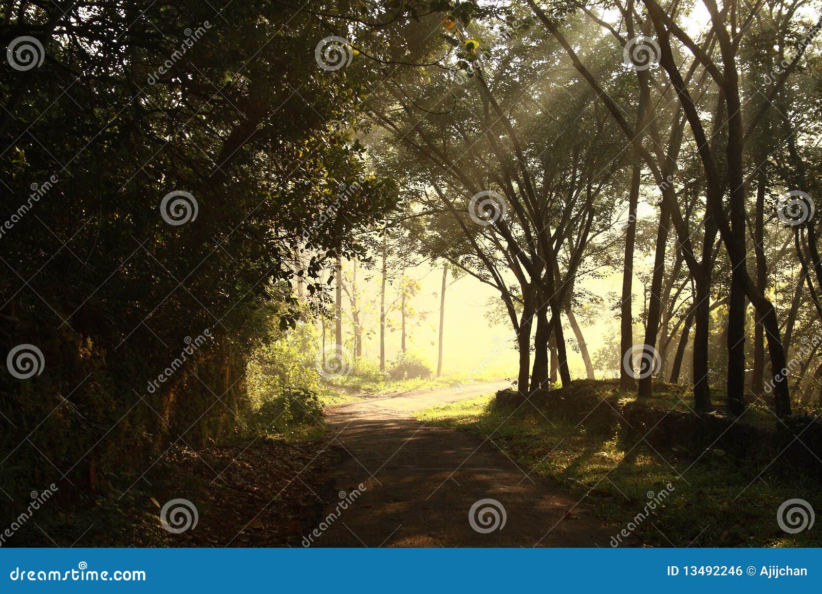 Morning scene stock photo. Image of landscape, leaves - 13492246