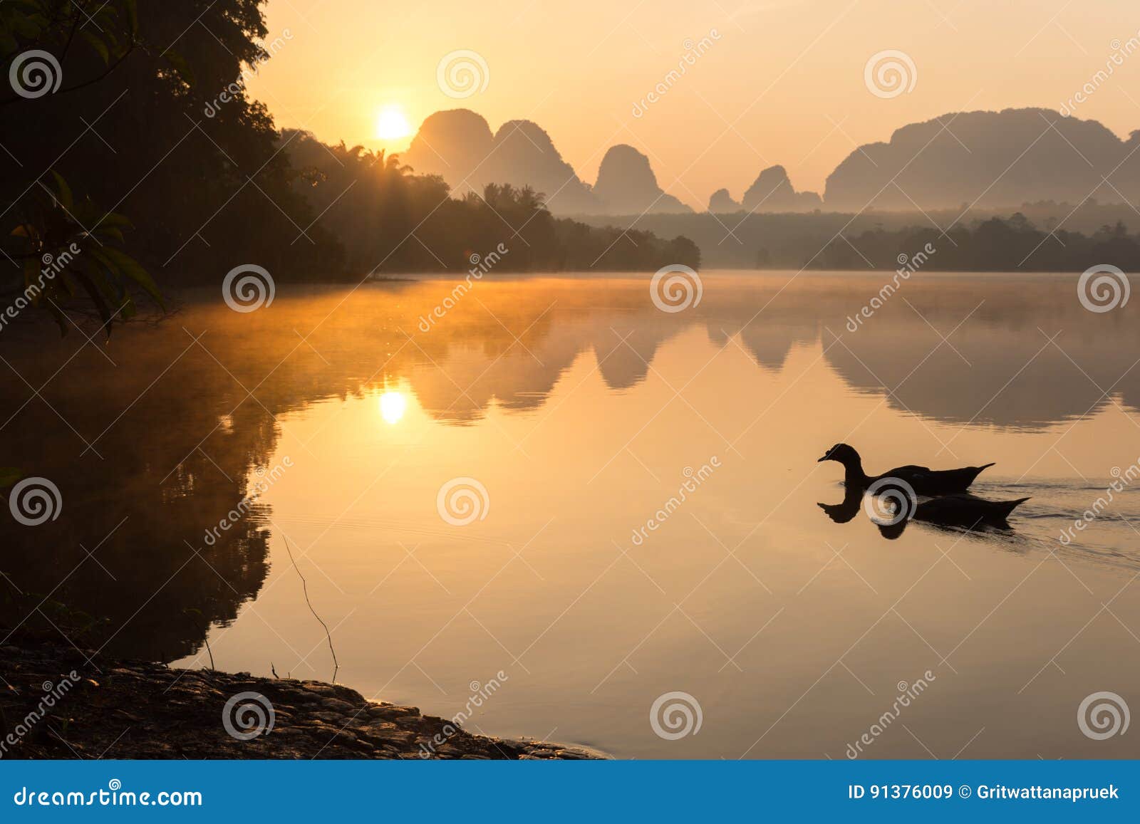 Morning Scene of Ducks in a Pond. Stock Image - Image of scenery ...