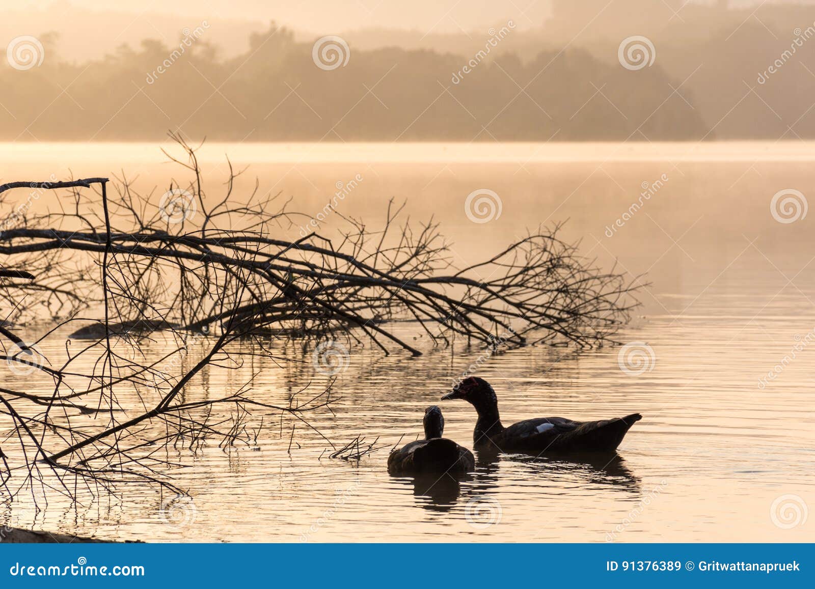 Morning Scene of Ducks in a Pond. Stock Image - Image of beautiful ...
