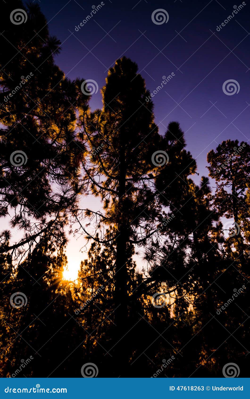 Morning Scene in the Forest Stock Image - Image of mist, plant: 47618263