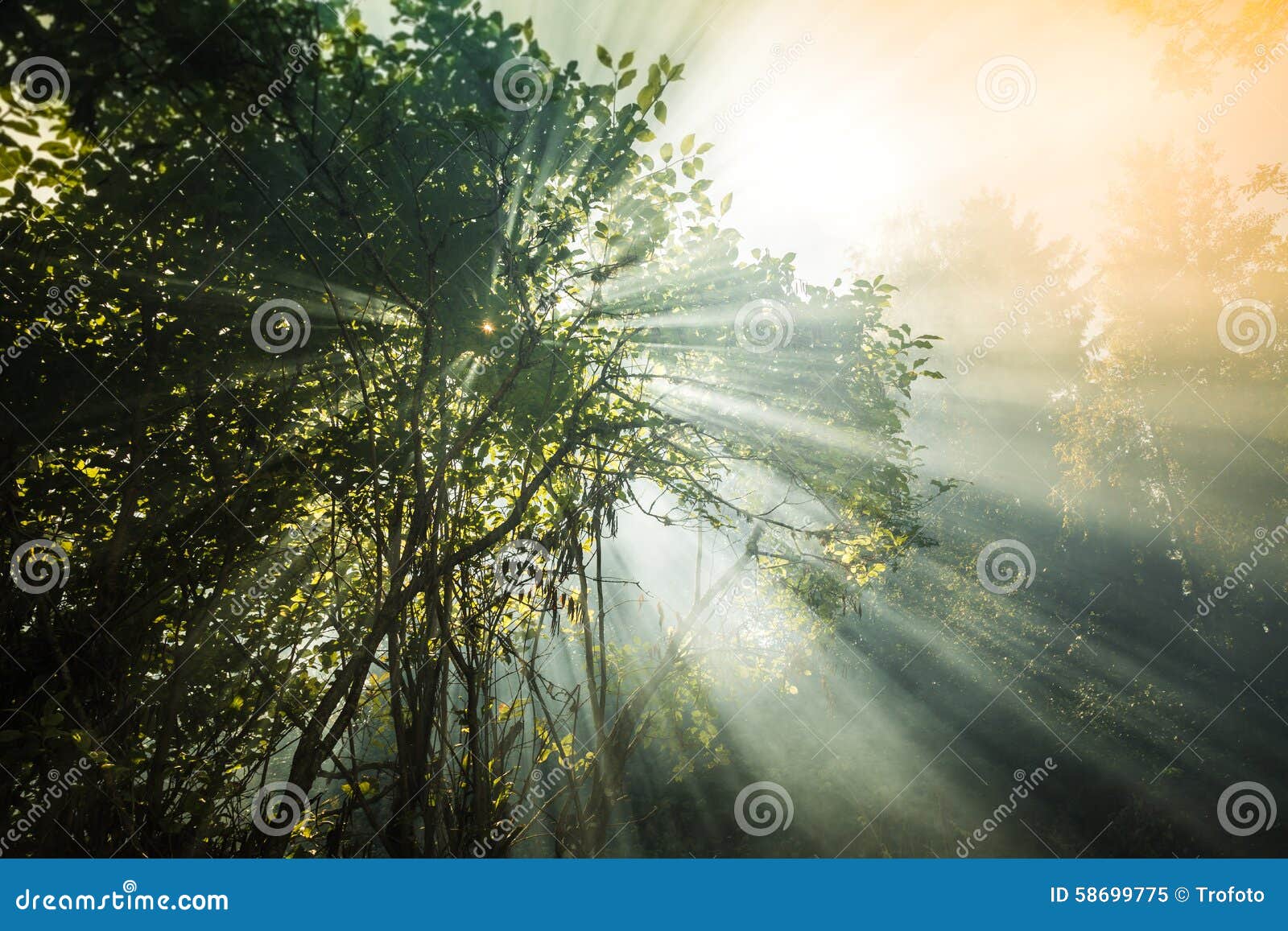 Morning Scene in the Forest Stock Image - Image of fantastic, scenery ...