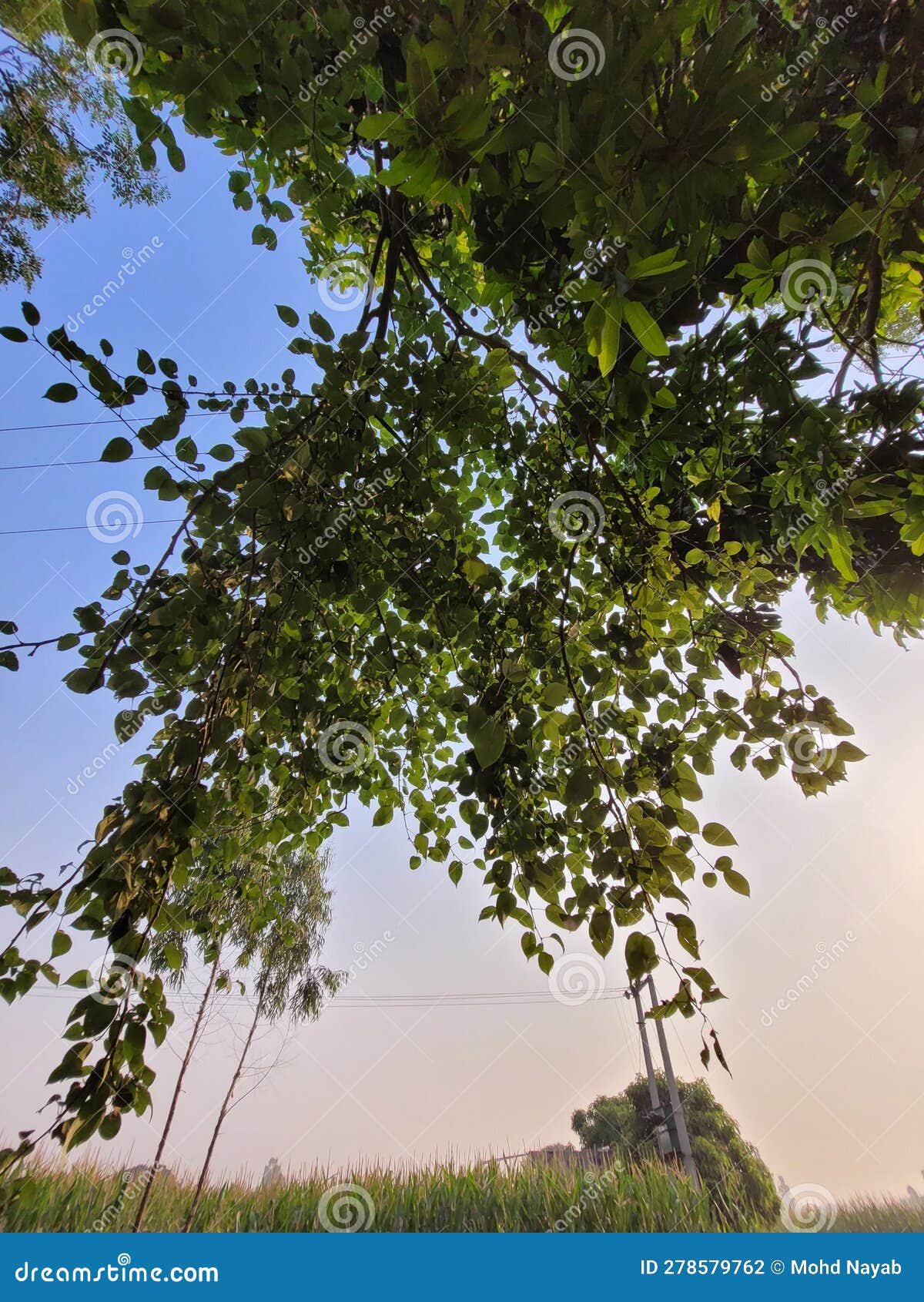 Morning scene scenes stock photo. Image of sunset, tree - 278579762