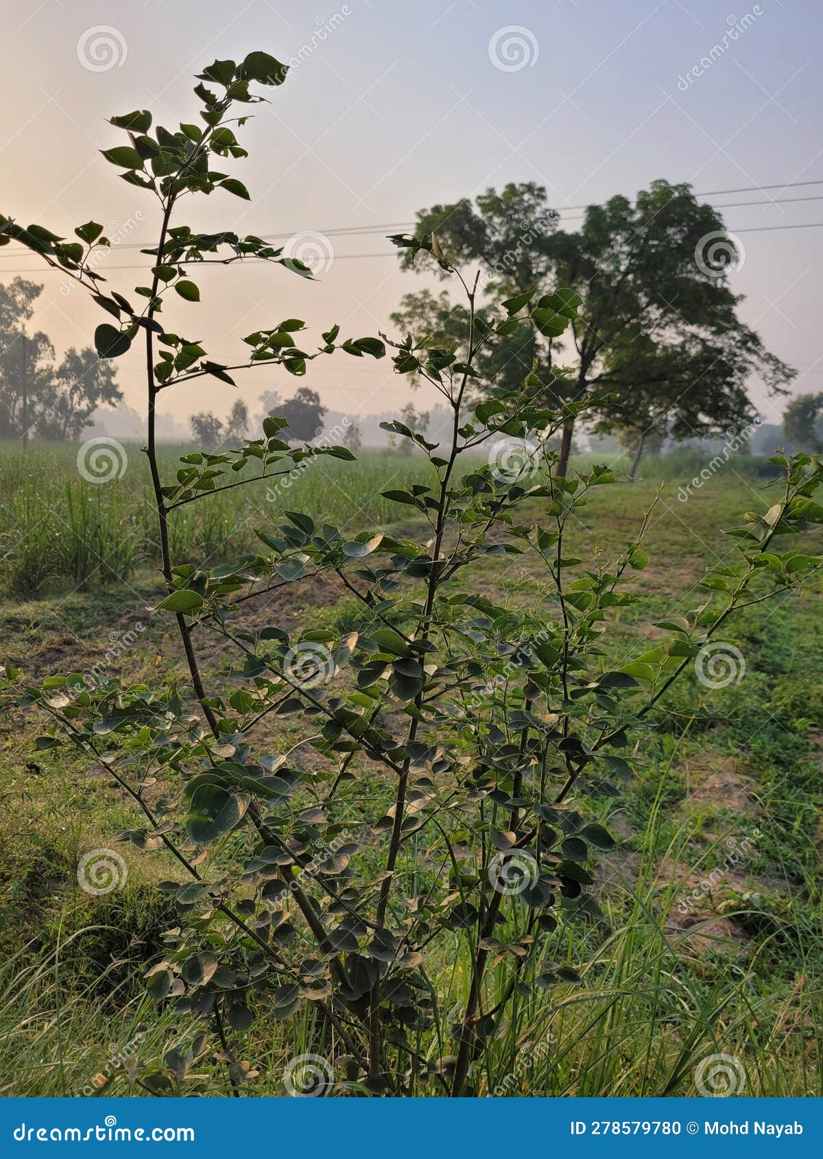 Morning scene scenes stock photo. Image of tree, weather - 278579780