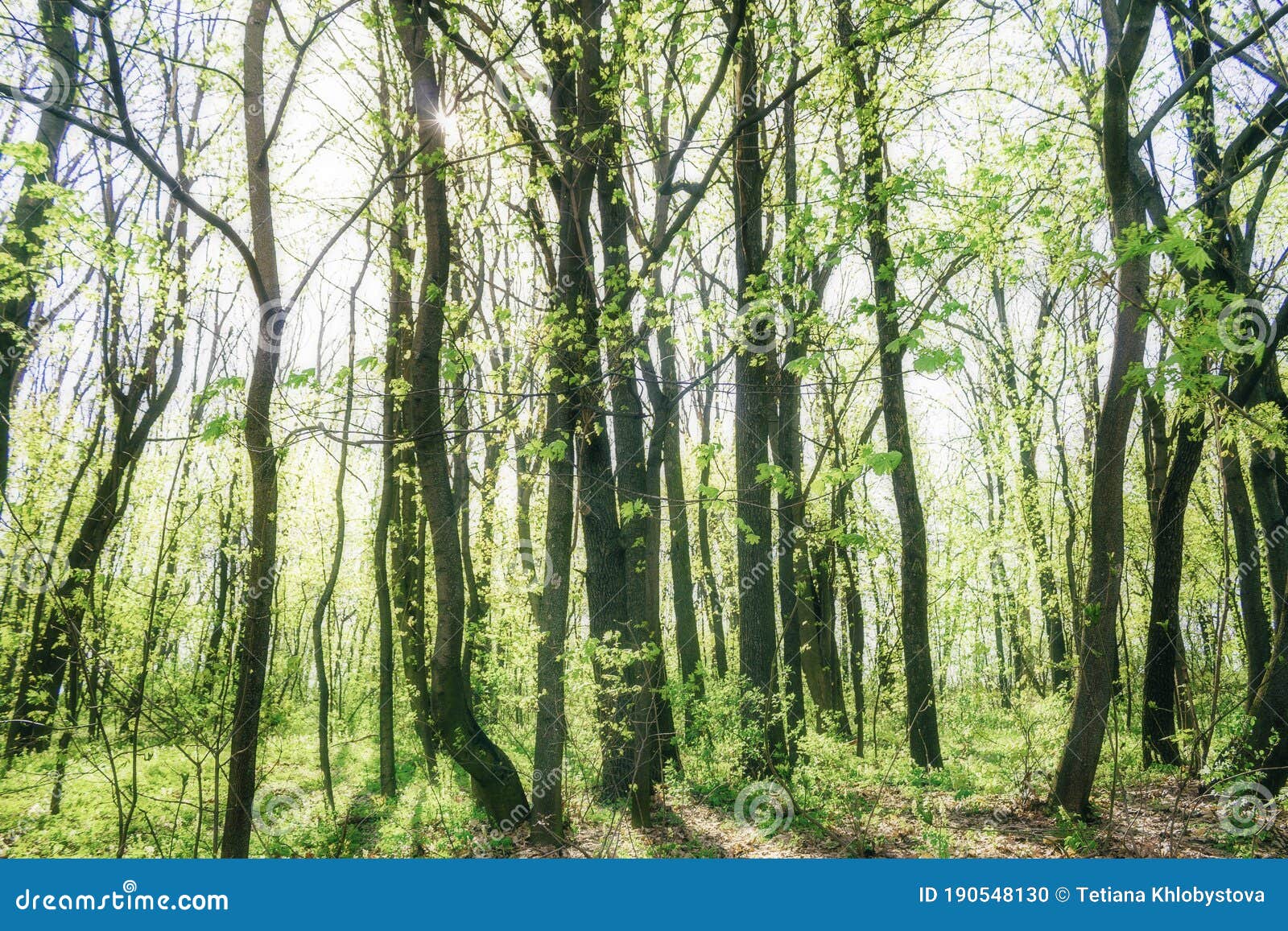 Morning Scene in Spring Forest Stock Photo - Image of april, forest ...