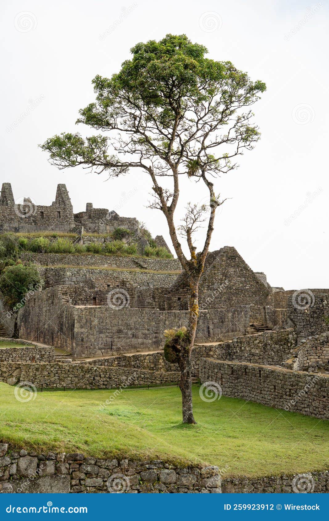 Morning Scenery of Machu Picchu with the High Tree View, Peru, Vertical ...
