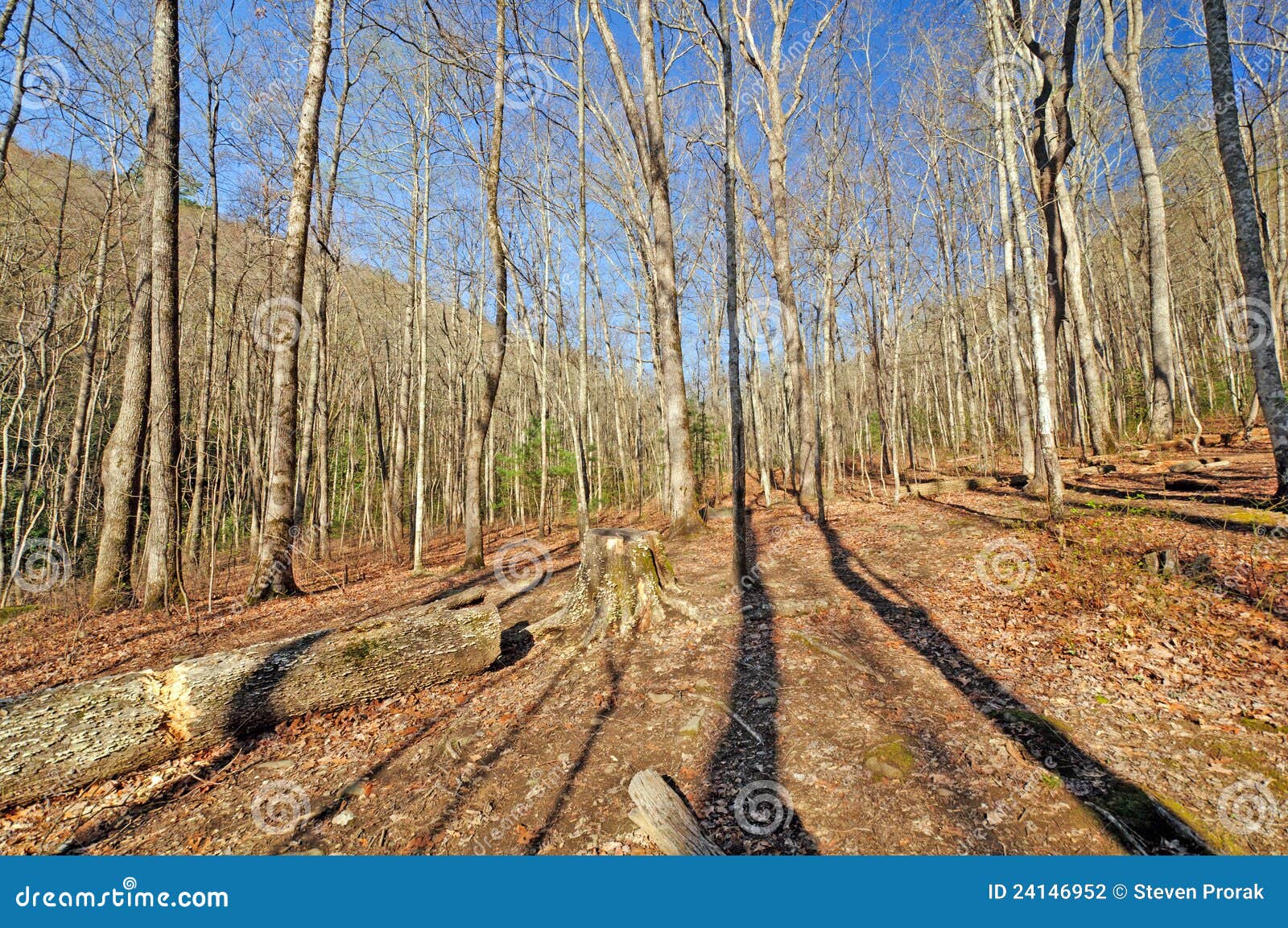 Morning Shadows in the Smokies Stock Photo - Image of campsite, north ...