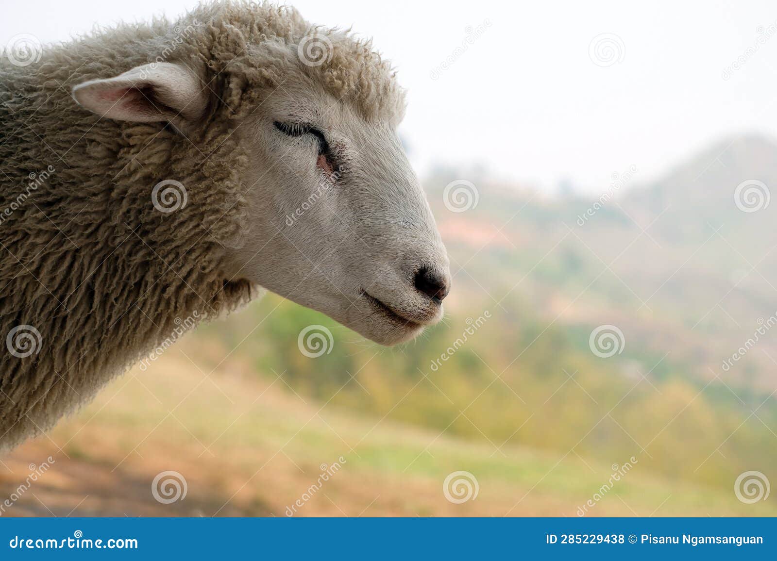 Sheep Eating in the Frame and Complete Mutton. Stock Photo - Image of ...