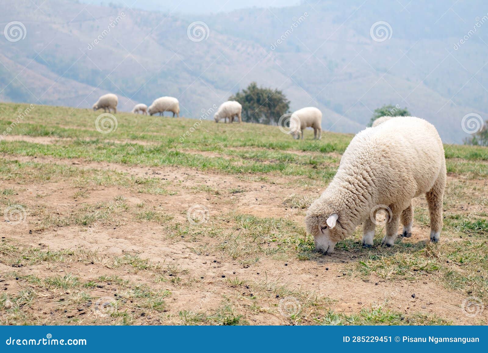 Sheep Eating in the Frame and Complete Mutton. Stock Image - Image of ...