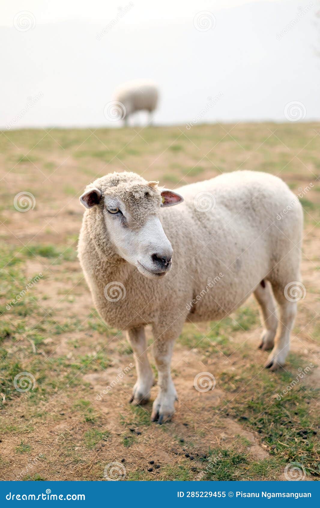 Sheep Eating in the Frame and Complete Mutton. Stock Image - Image of ...