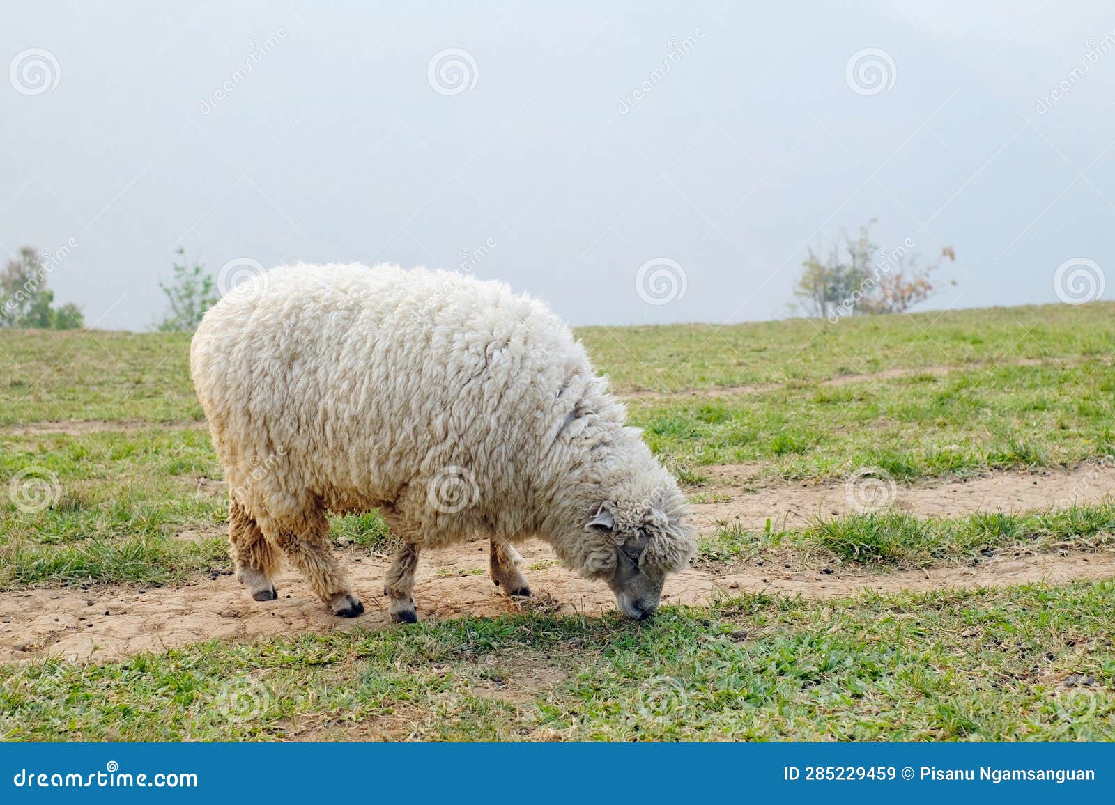 Sheep Eating in the Frame and Complete Mutton. Stock Image - Image of ...
