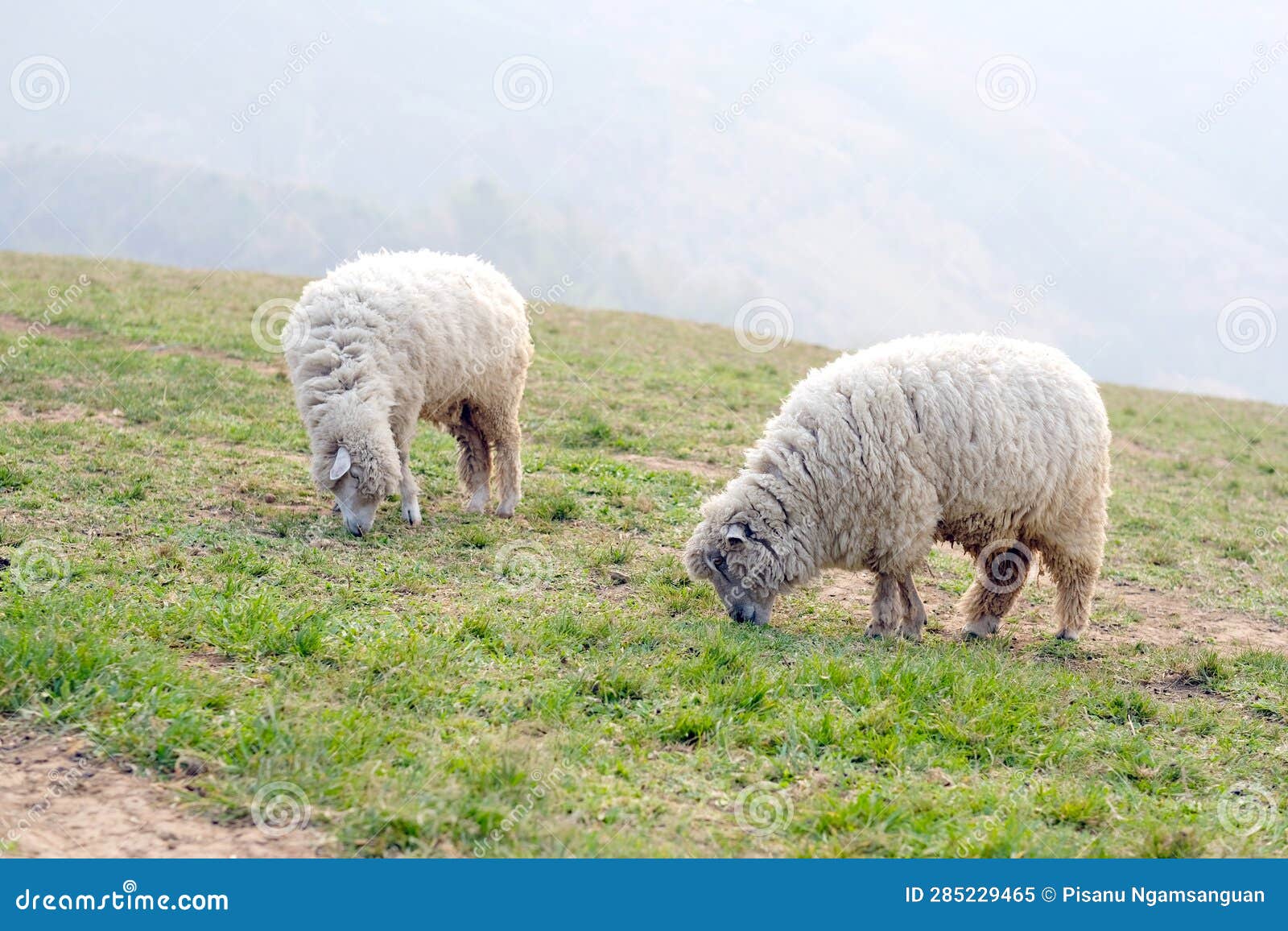 Morning Sheep Eating in the Frame for People and Complete Mutton Stock ...