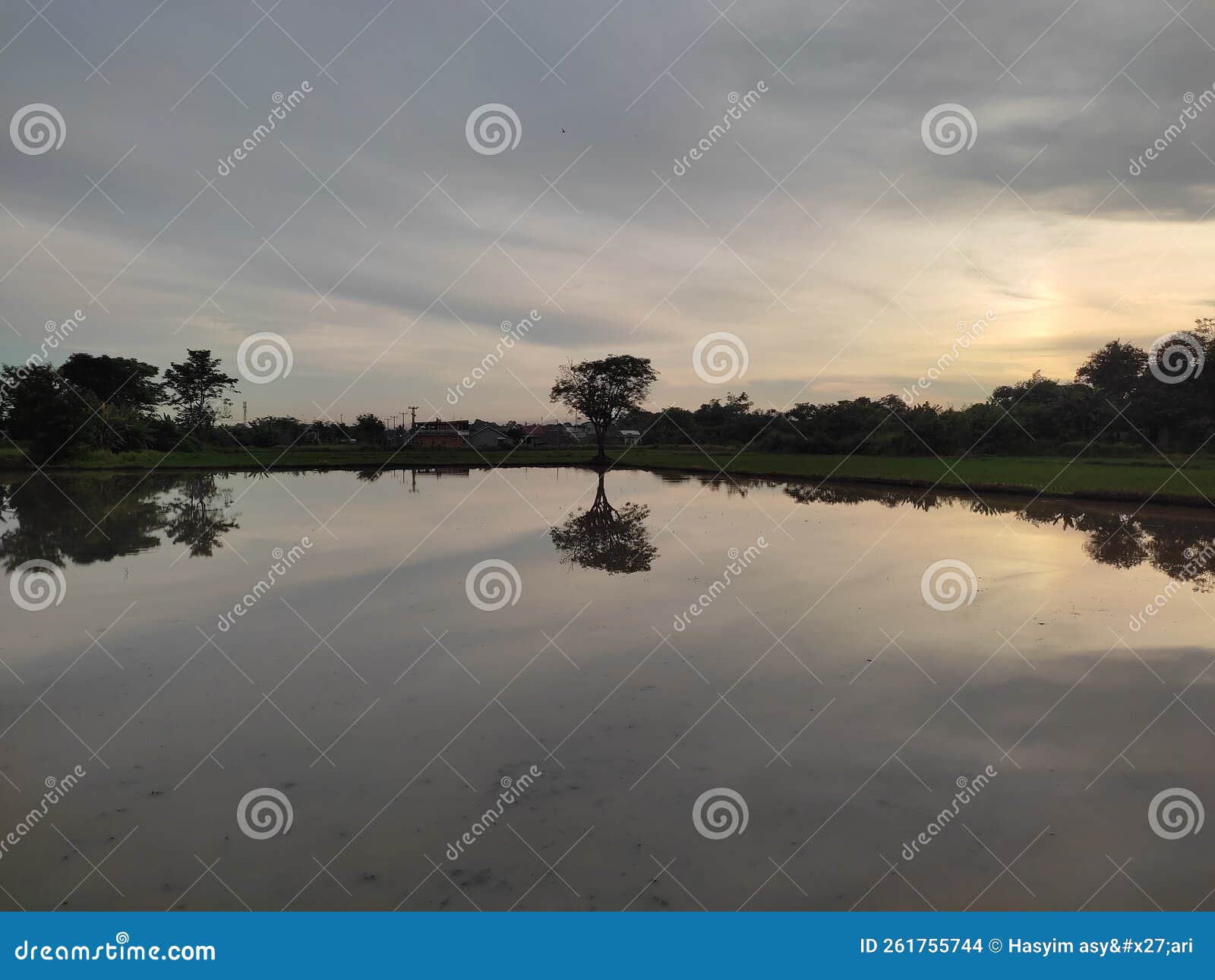 Morning Shine Tree Reflection Lake Stock Photo - Image of lake, shine ...