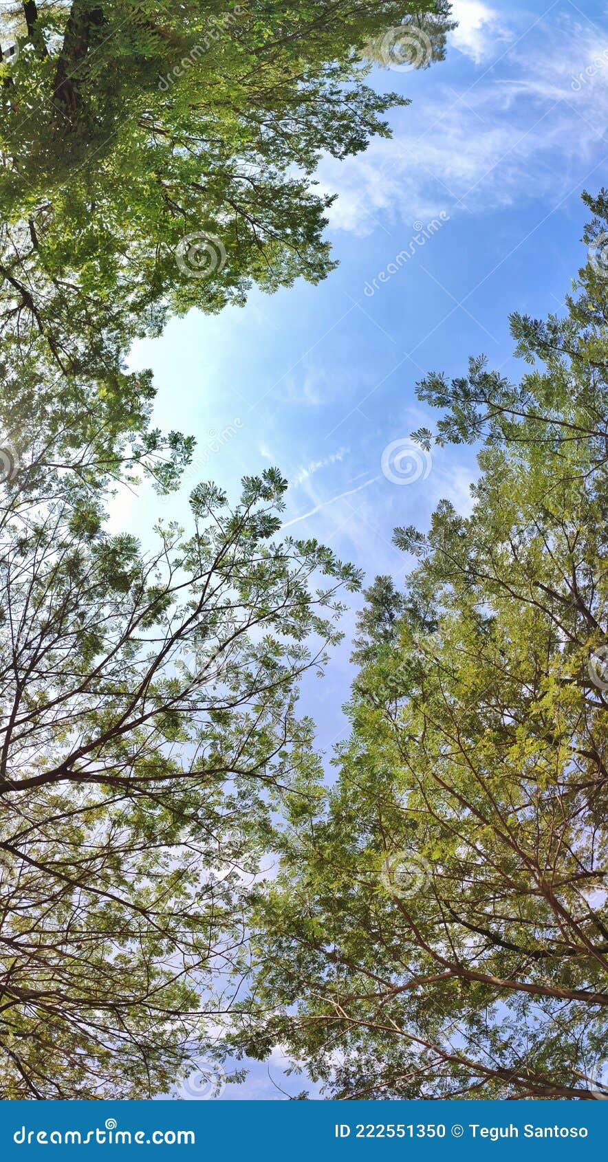 Morning Sky with Beautiful Tree Stock Photo - Image of tree, morning ...