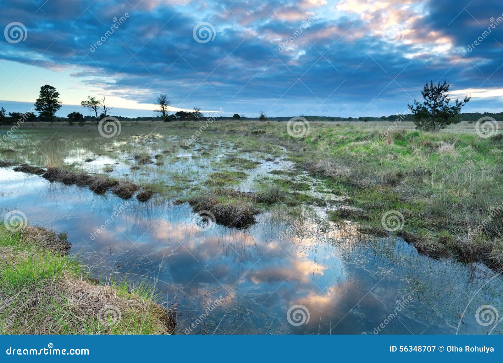 Morning Sky Reflected in Swamp Water Stock Image - Image of brabant ...