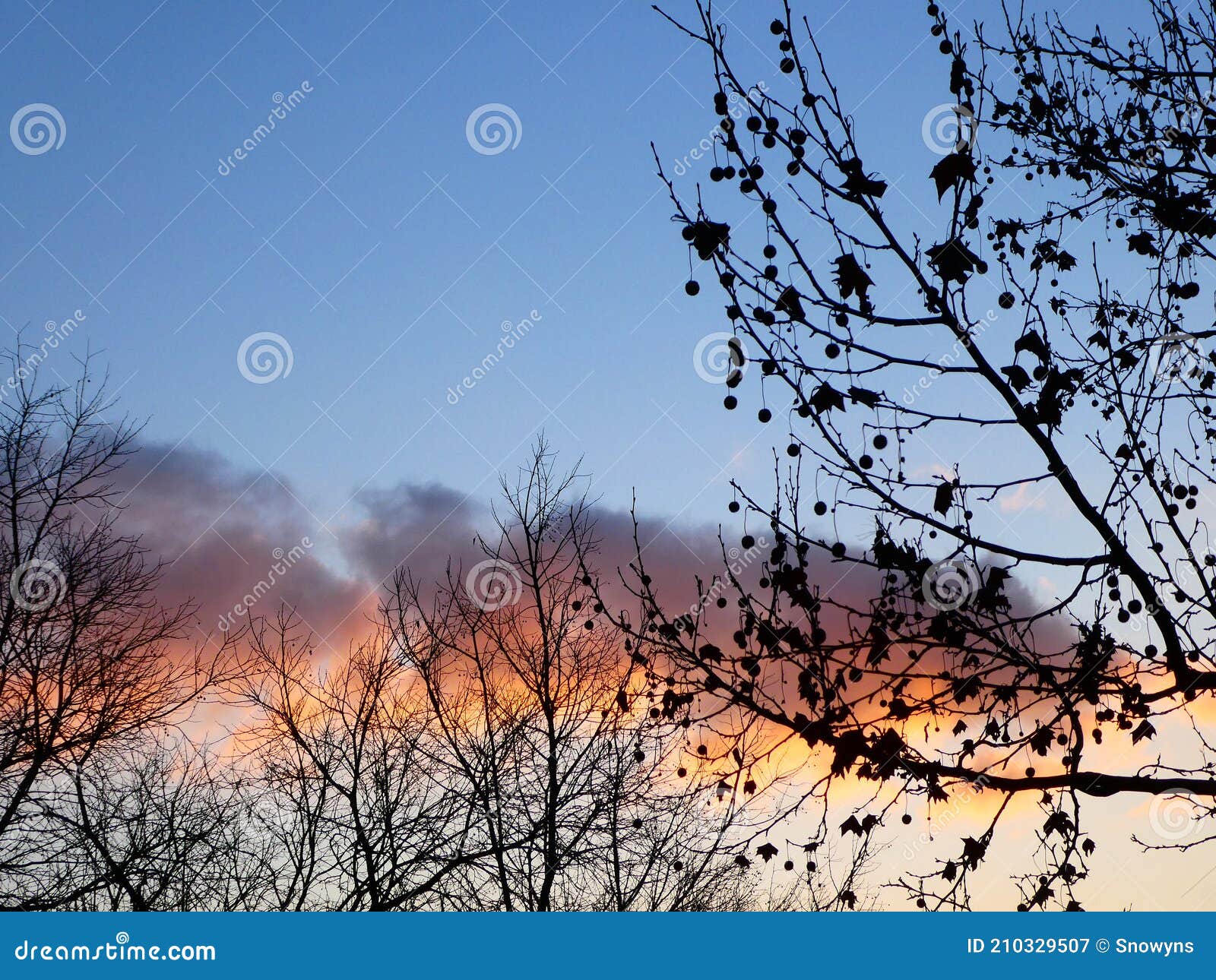 Morning Sky and Trees at Sunrise Stock Image - Image of nature, branch ...