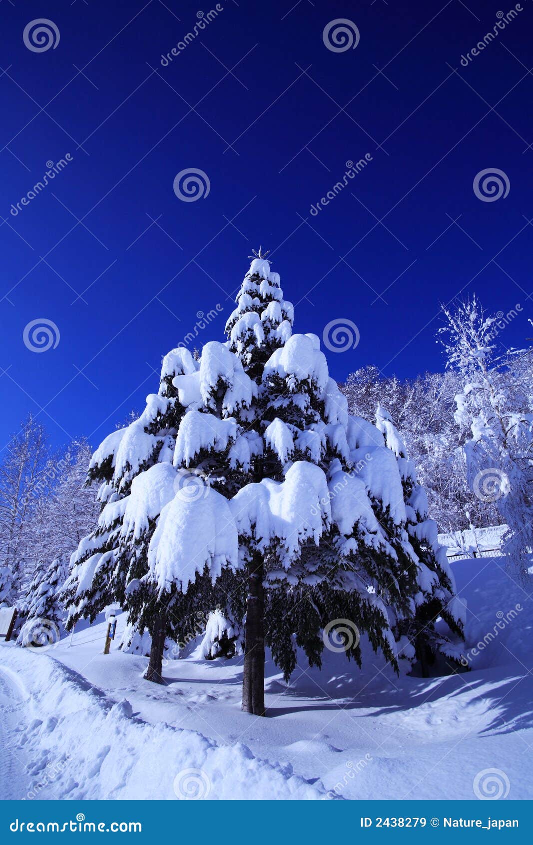 Morning of snow stock image. Image of park, gray, country - 2438279