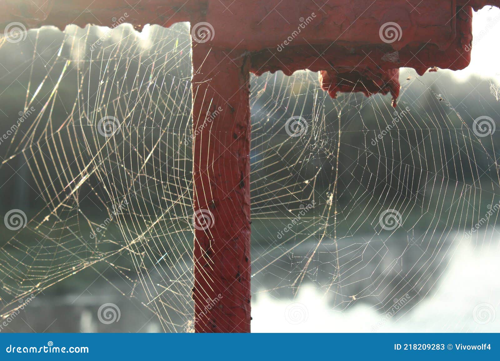 Cobweb stock image. Image of glass, wing, insect, spiderweb - 218209283