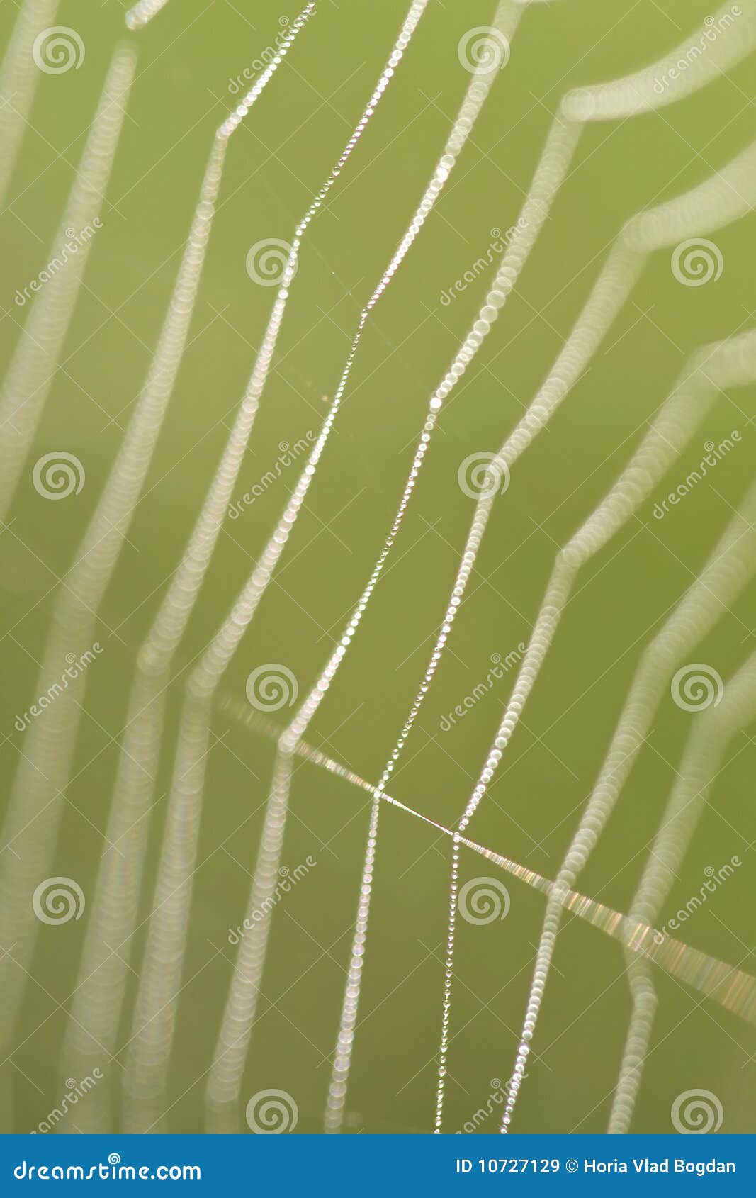 Morning spider web lines stock image. Image of field - 10727129