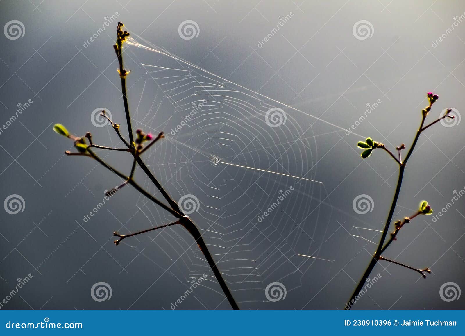 Morning Spider Web on a Wildflower in the Swamp Stock Photo - Image of ...