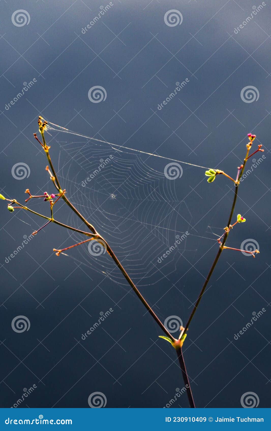 Morning Spider Web on a Wildflower in the Swamp Stock Image - Image of ...