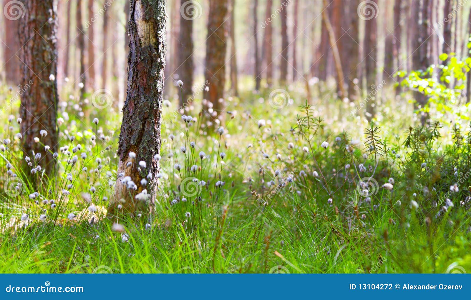 Morning in spring forest stock photo. Image of nature - 13104272