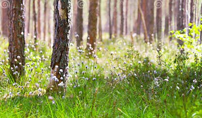 Morning in spring forest stock photo. Image of nature - 13104272