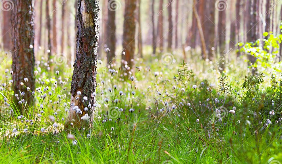 Morning in spring forest stock photo. Image of nature - 13104272