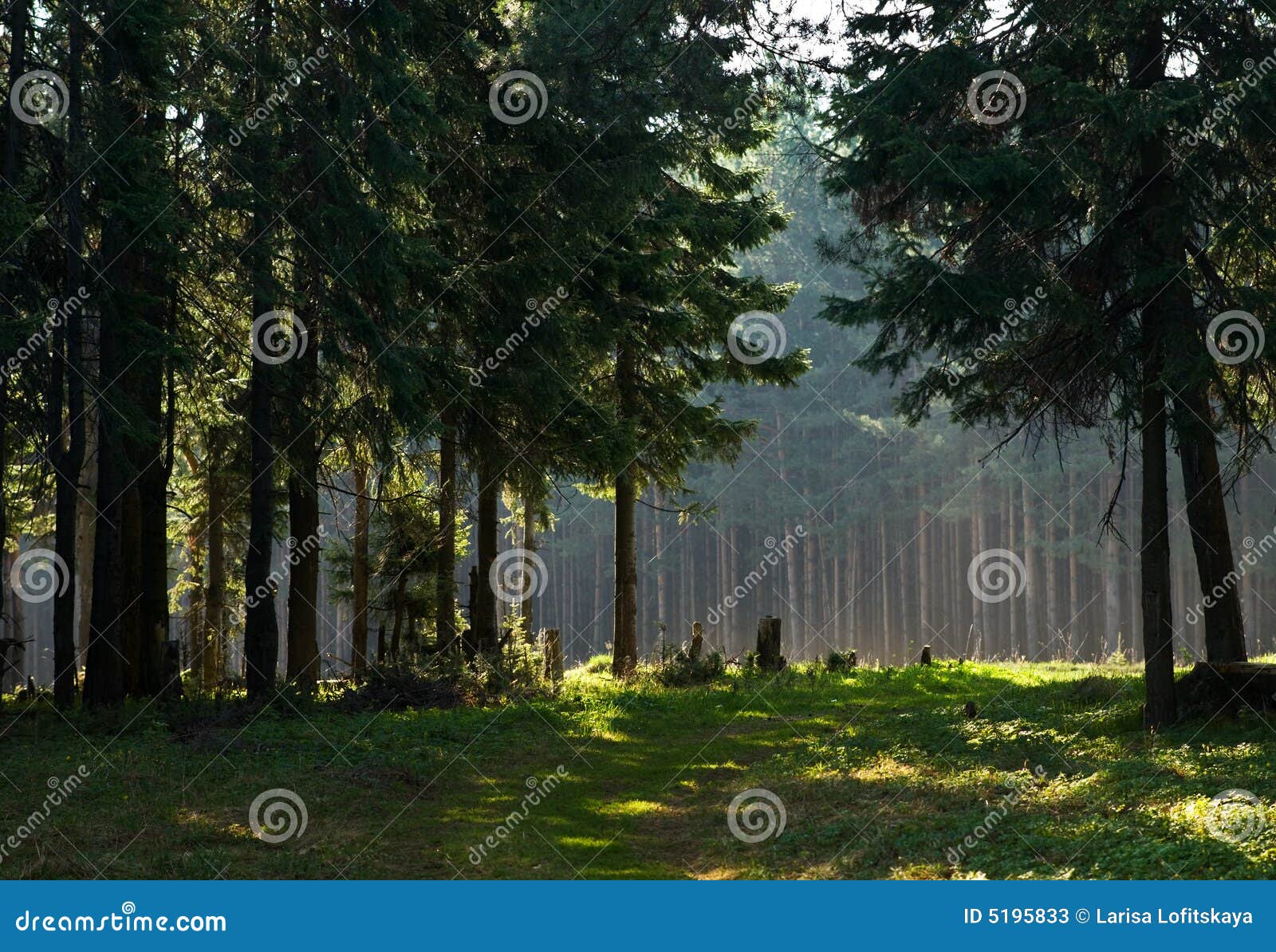 Morning in a spring forest stock image. Image of landscape - 5195833