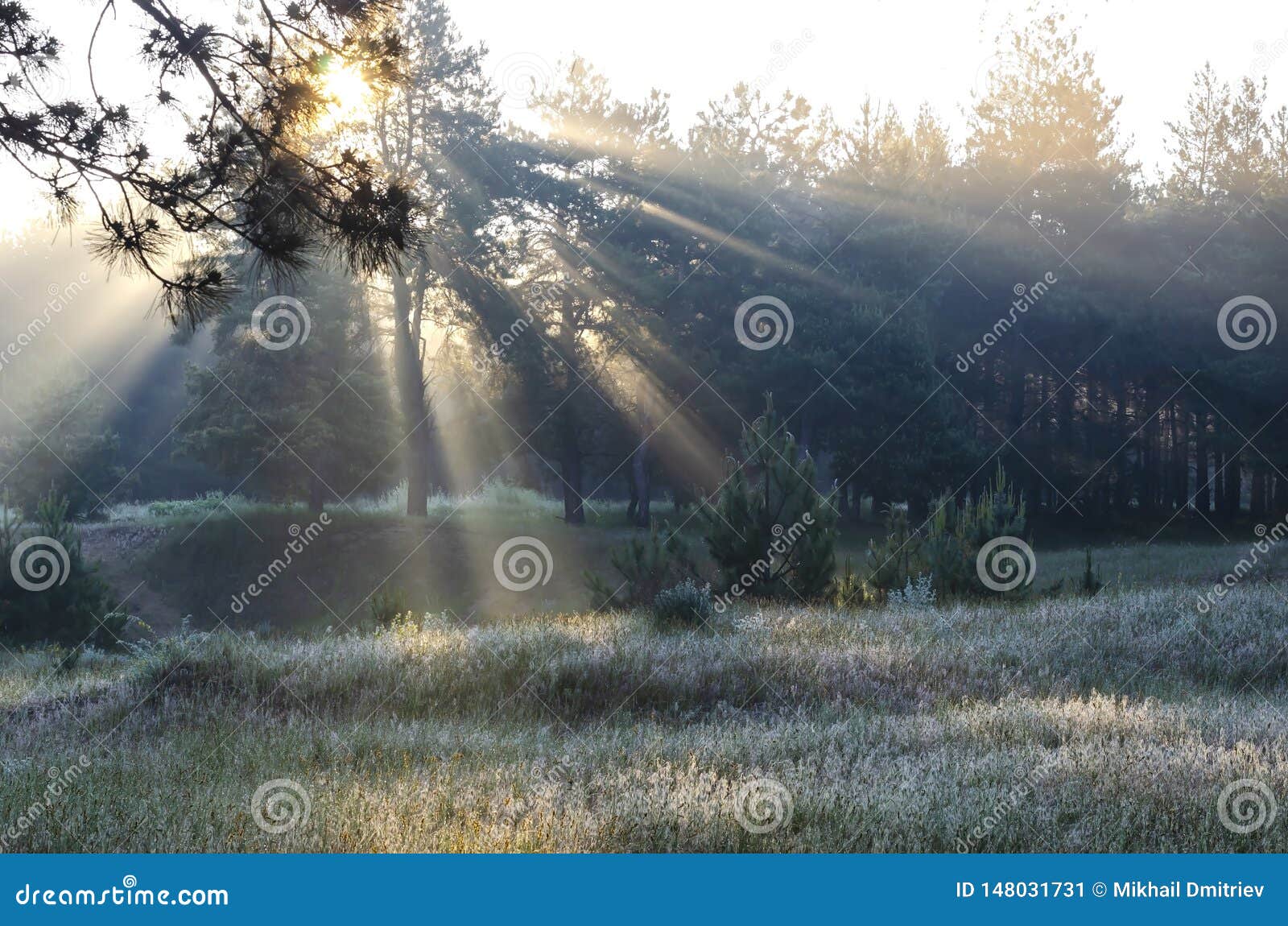 Morning in the Spring Forest Stock Image - Image of beauty, color ...