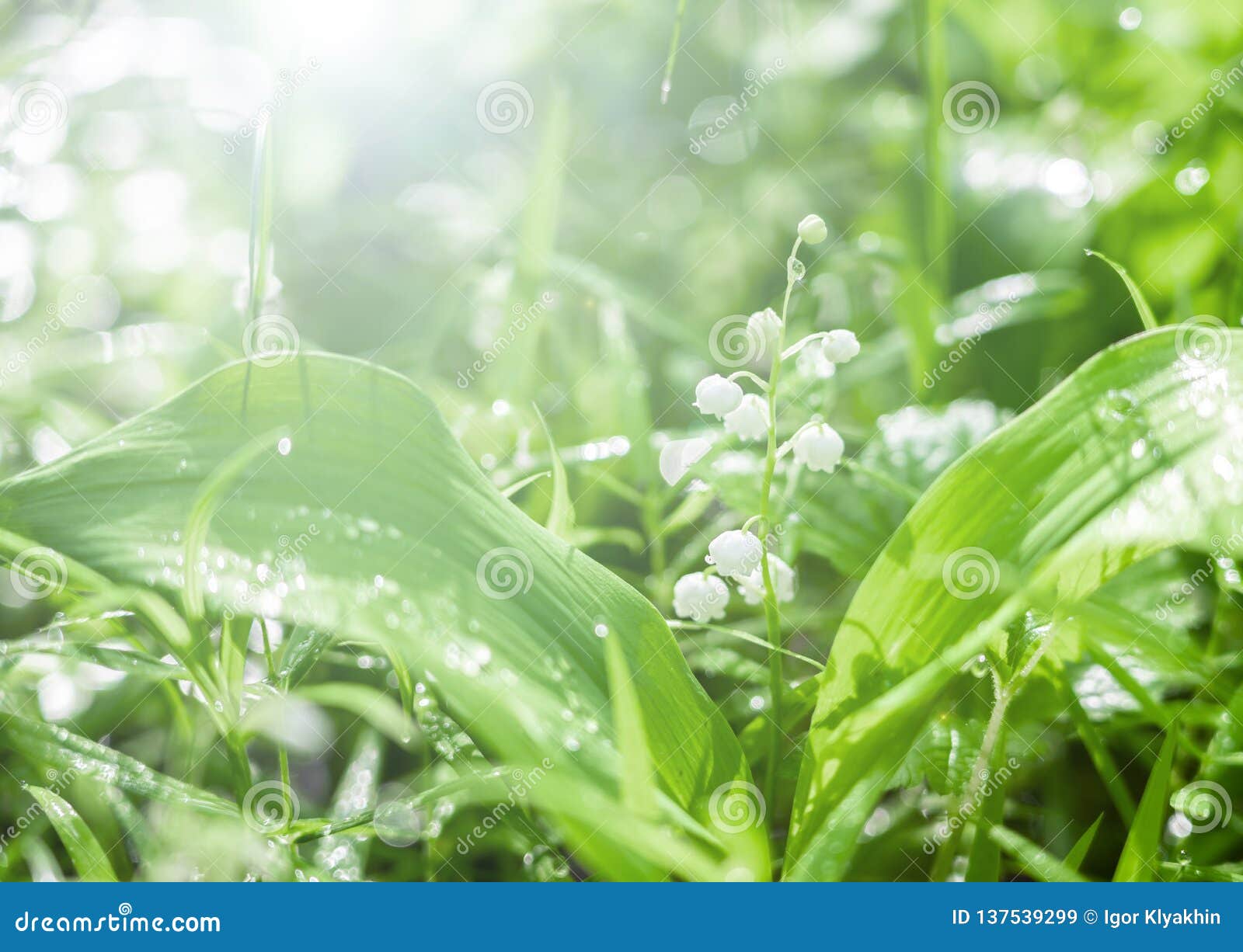 Morning in Spring Forest. Lilies of the Valley Close-up in Bright ...