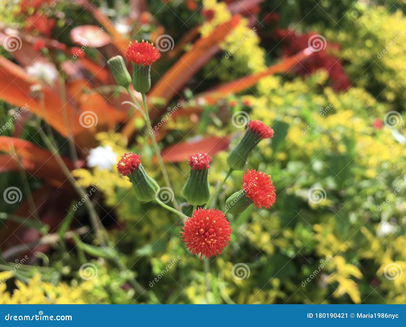 Morning in Spring on Kauai Island, Hawaii. Stock Image - Image of ...
