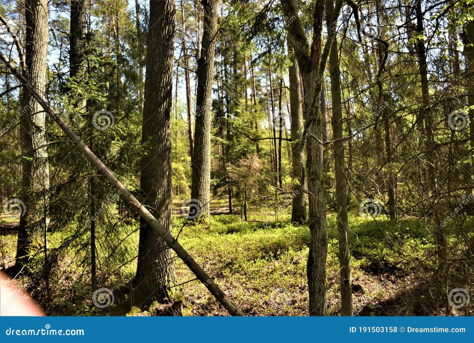 Oak forest in spring stock photo. Image of branch, large - 191503158