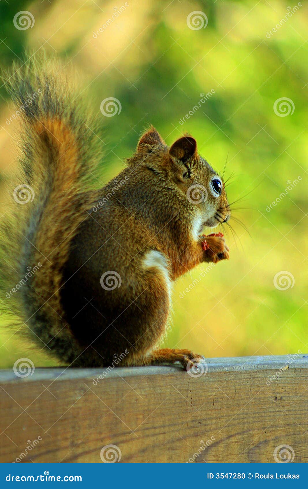 Morning Squirrel Visit stock photo. Image of ears, face - 3547280